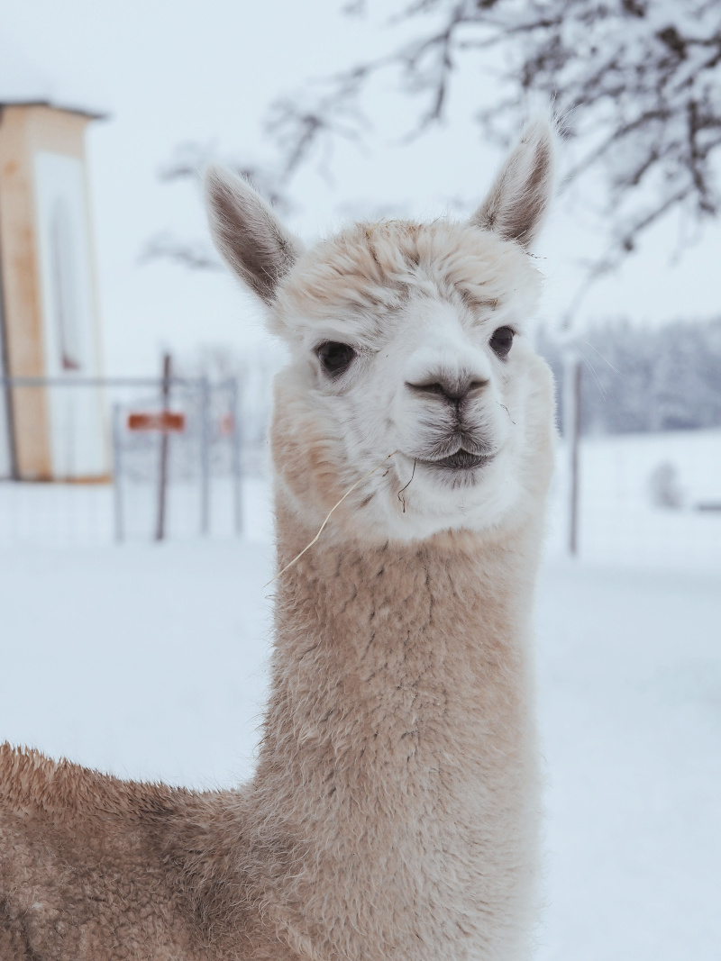 Alpaka-Wichtel-Weihnacht - Advent im Alpakastall